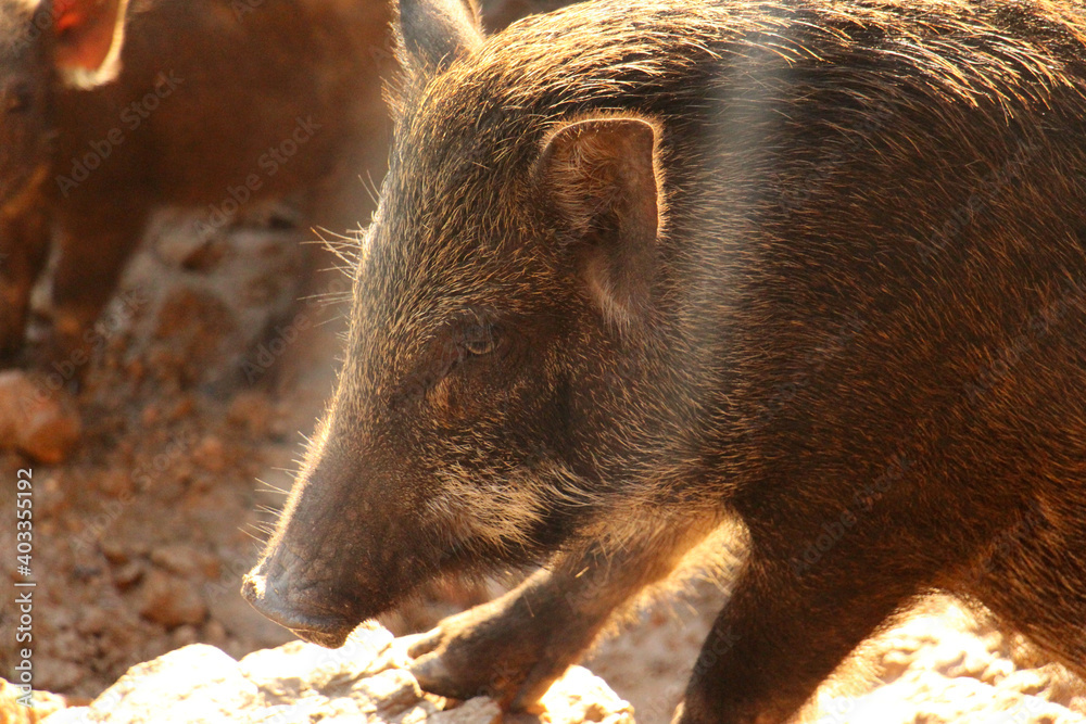 The wild boar probably originated in Southeast Asia during the Early ...
