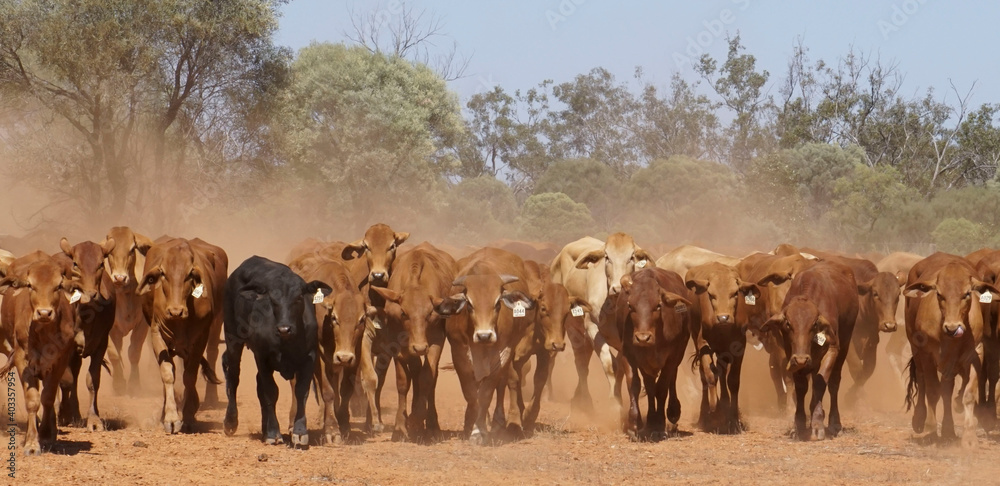 Poster The dusty cattle muster outback Queensland. – Wall Art | UkPosters