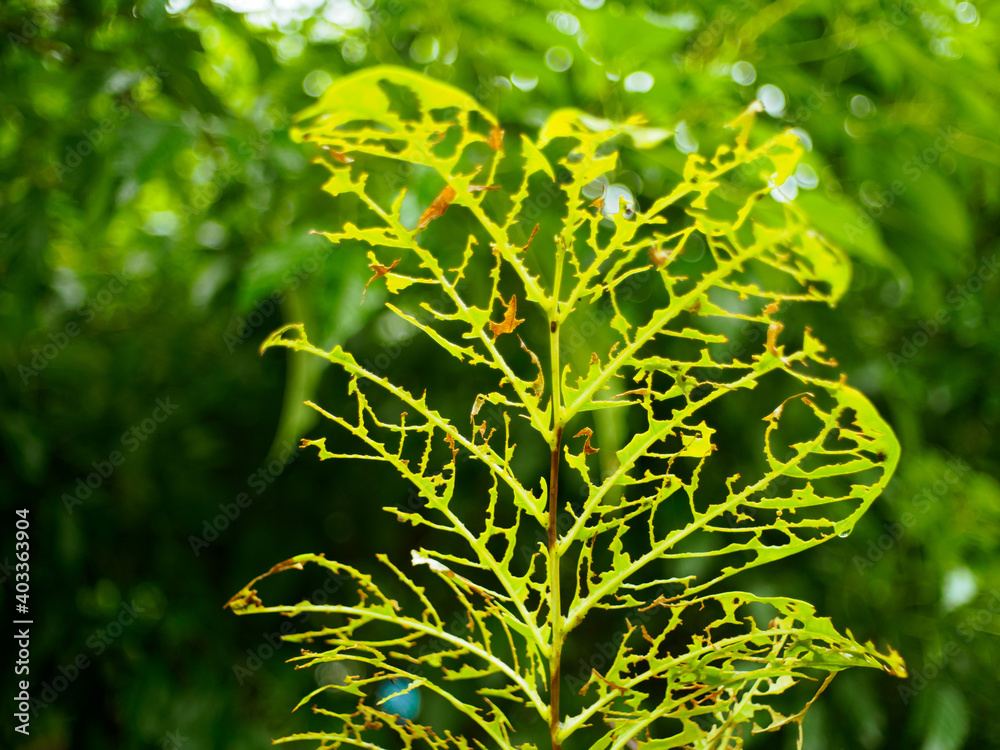 Young green leaves of ornamental plants It looks like a spongy leaf ...