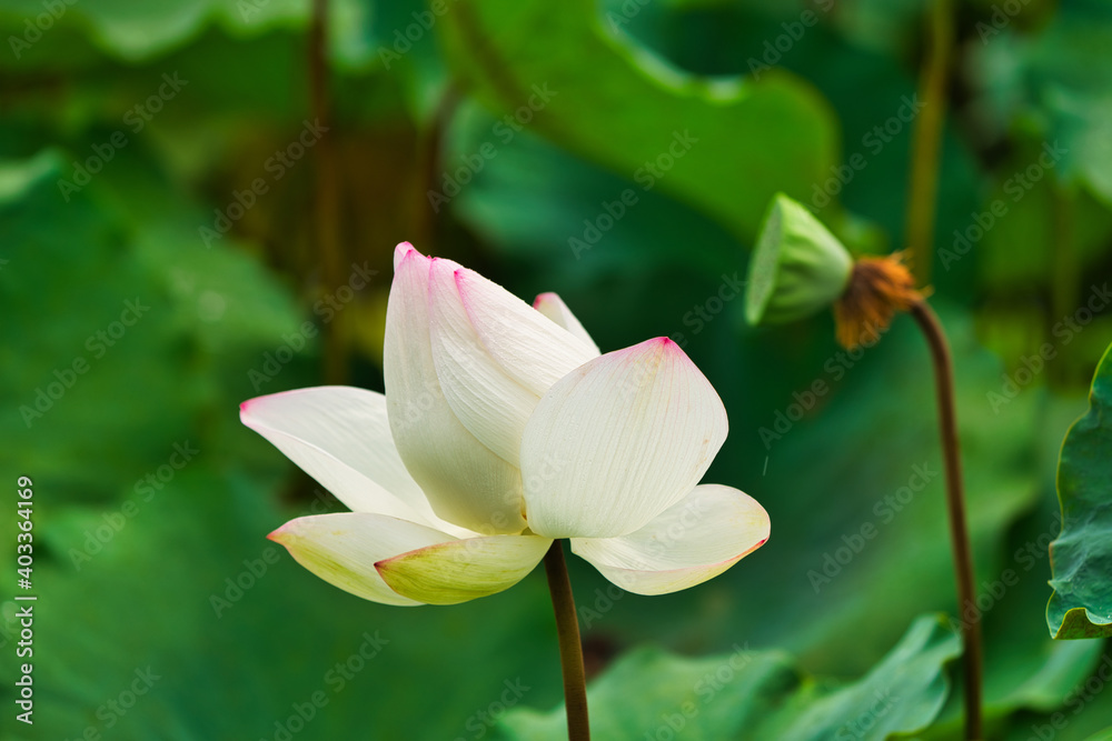 The side of the little bit red and white lotus flower, The lotus seeds ...