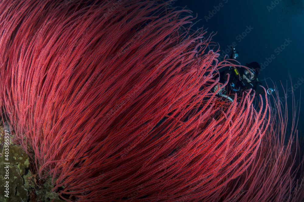 Red whip coral on coral reef Ellisella ceratophyta Stock Photo | Adobe ...