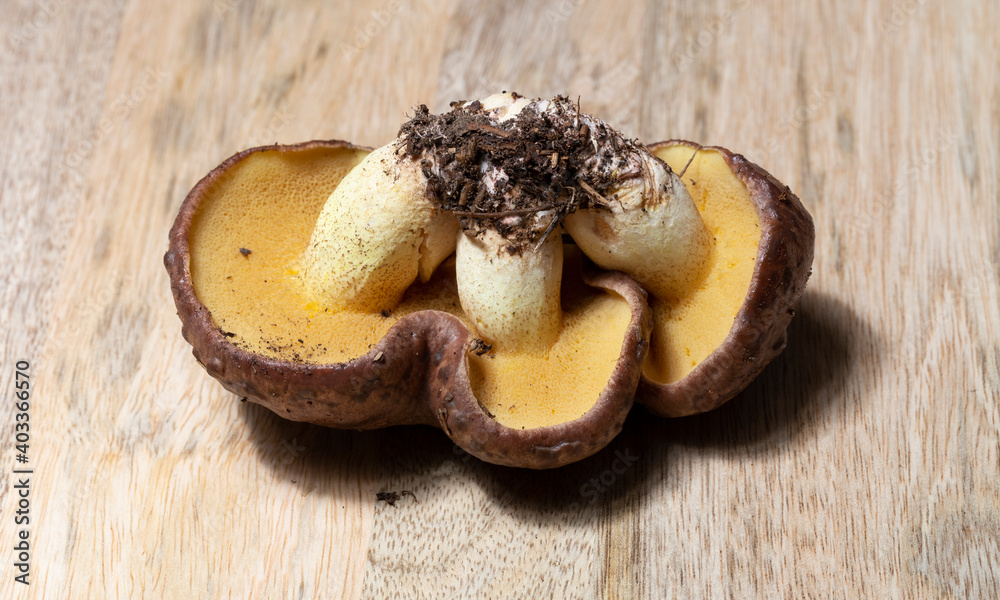 Suillus is a genus fungi in the family Suillaceae and order Boletales ...