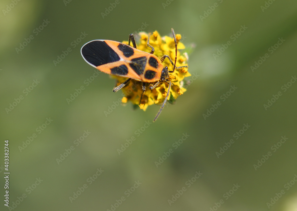 Stink bug with cross pattern on its back is eating pollen of yellow ...