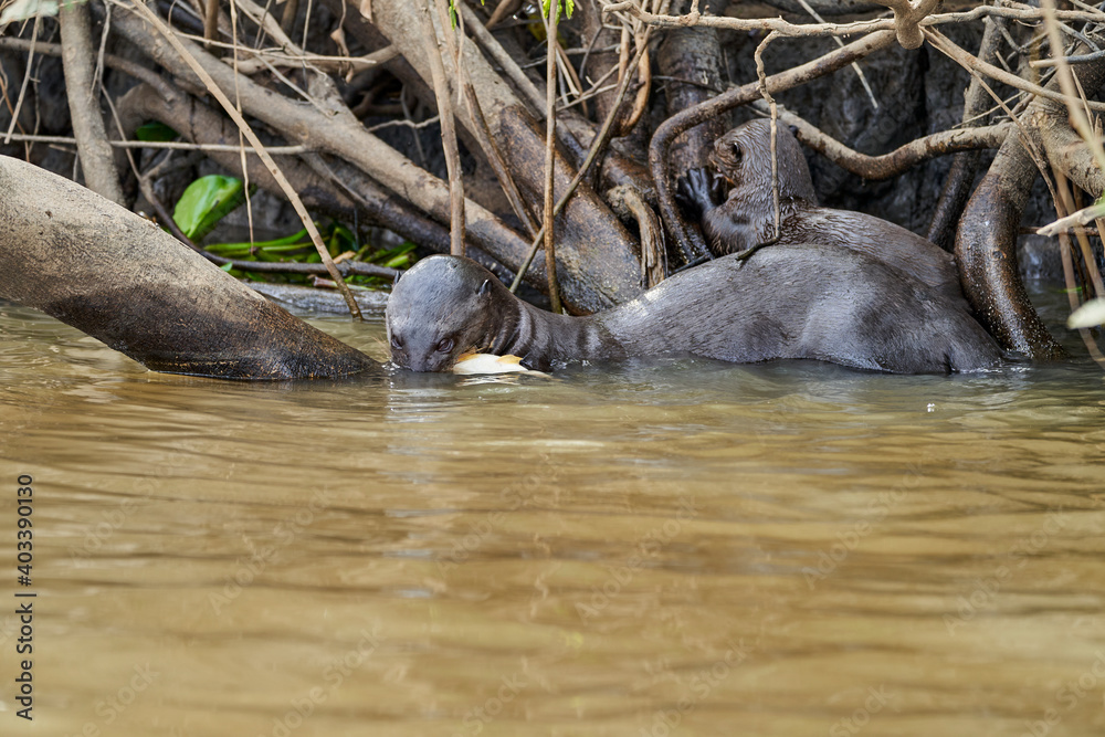 Poster giant river otter, Pteronura brasiliensis, a South American ...