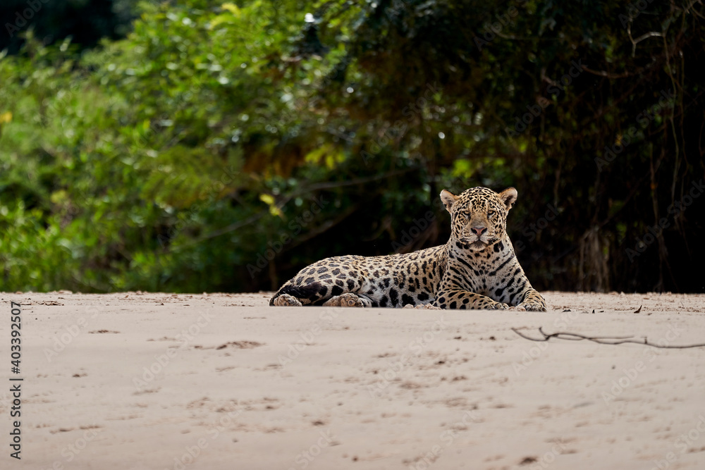 Jaguar, Panthera onca, is a large felid species and the only extant ...