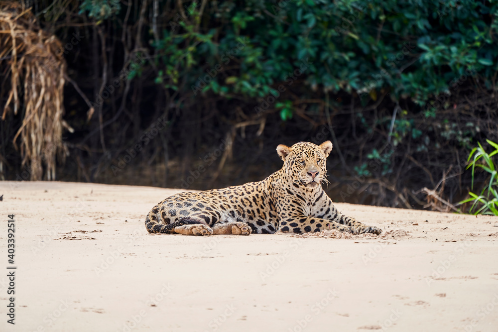 Jaguar, Panthera onca, is a large felid species and the only extant ...