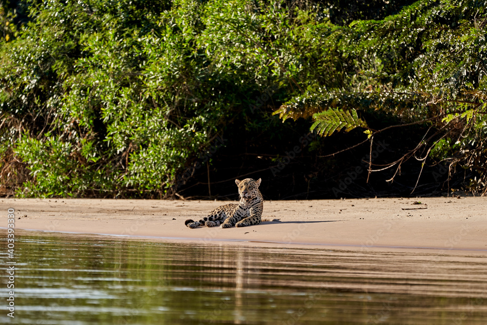 Jaguar, Panthera onca, is a large felid species and the only extant ...