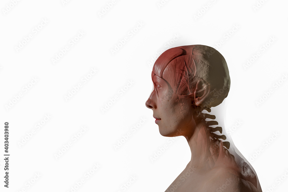 Super high resolution 3D render of female anatomy. Three part break ...