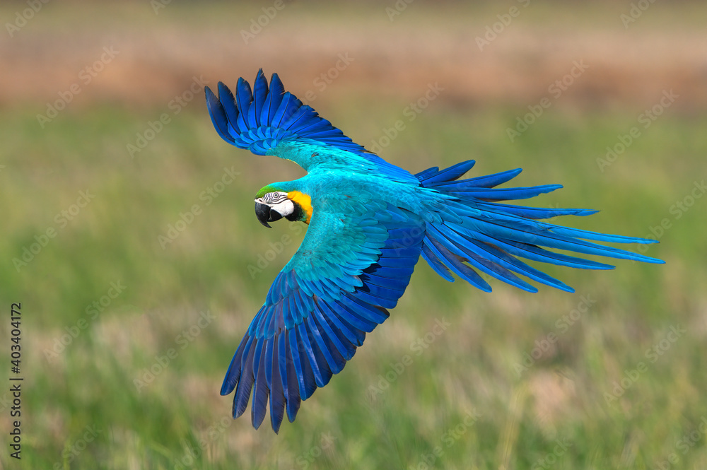 Beautiful Bird In Flight