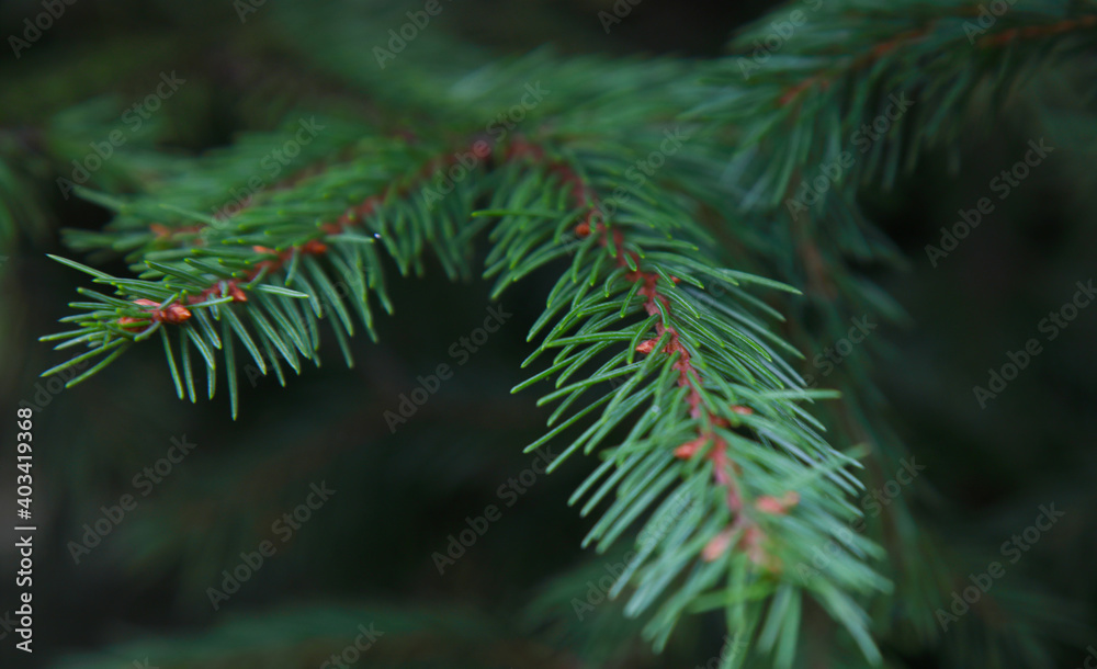 Macro photo of an evergreen tree. Nature photo. For background ...
