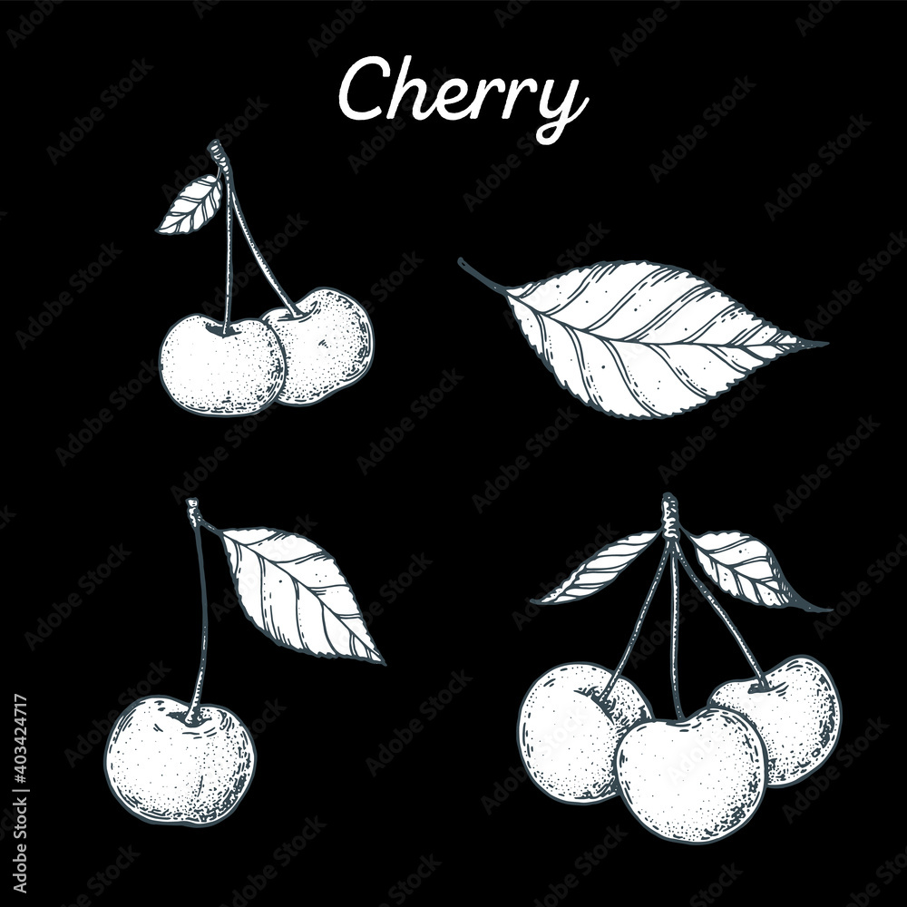 Cherry hand drawn vector illustration. sketch. Cherries vector ...