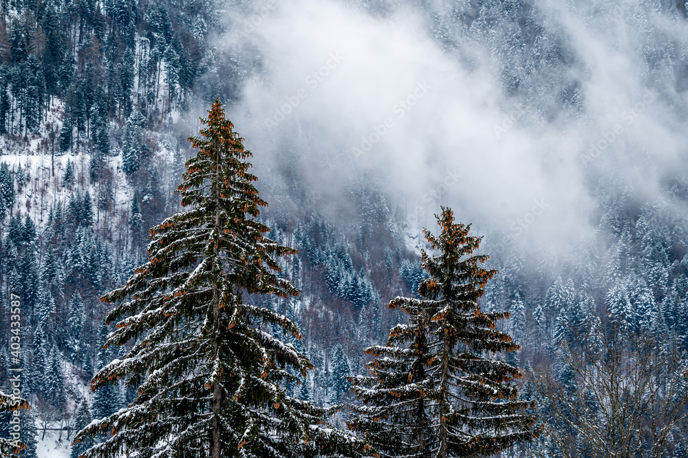 Snow covered pine tree. Tranquil scene in winter. Les pleiades ...