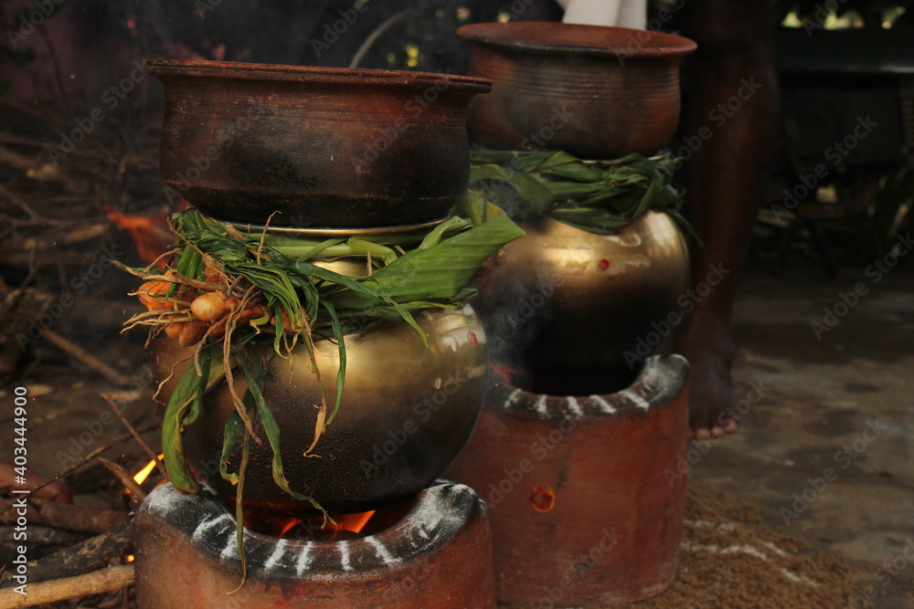celebrating Traditional Thai Pongal festival to sun god with pot, lamp ...