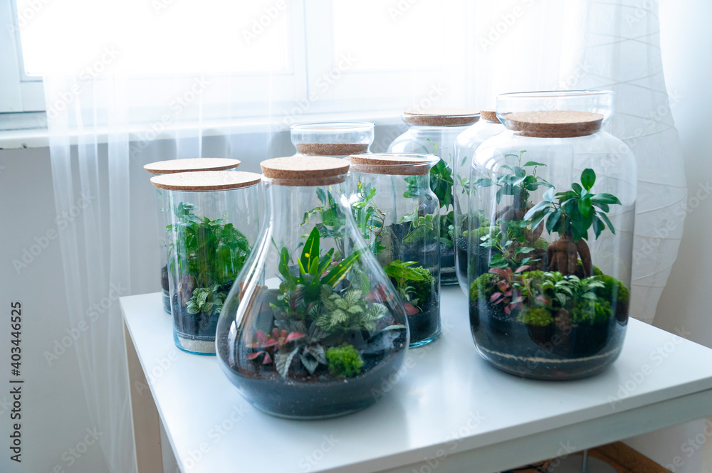 Small decoration plants in a glass bottle/garden terrarium bottle ...