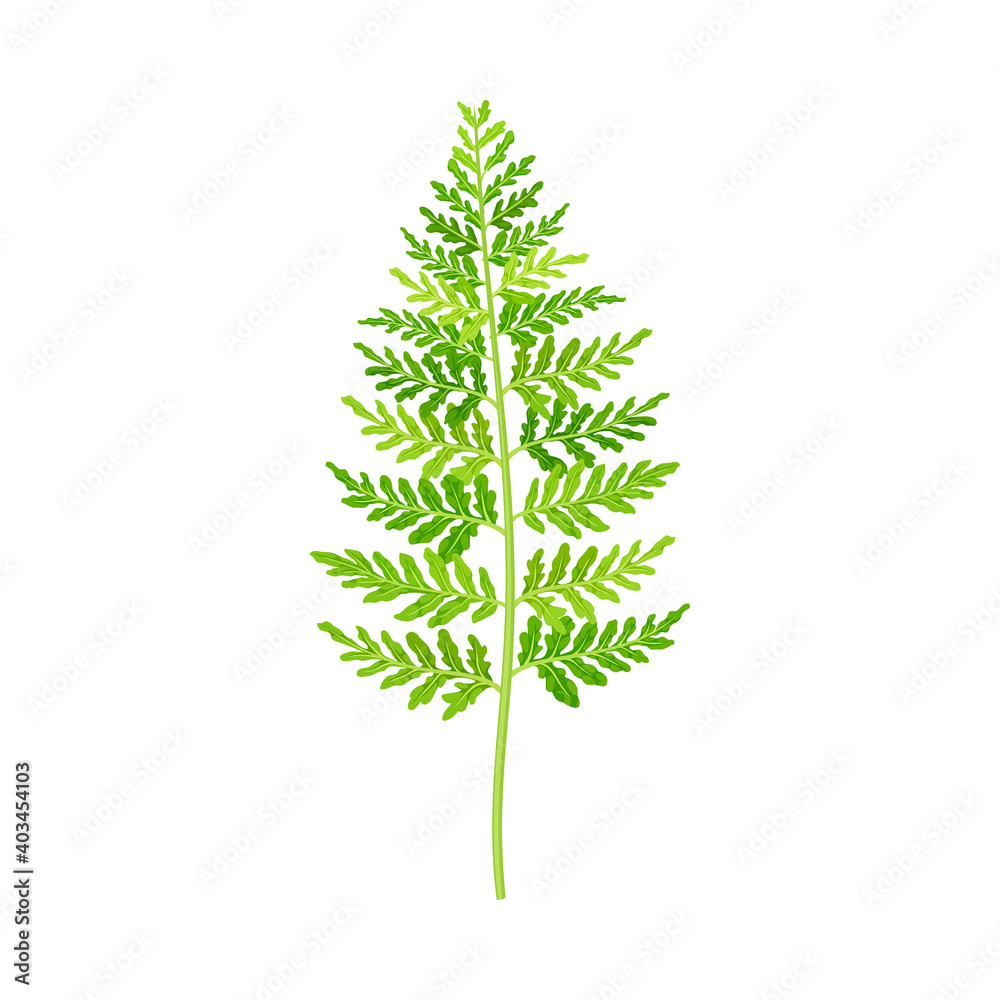 Green Fern as Vascular Plant with Stem and Complex Leaves Vector ...
