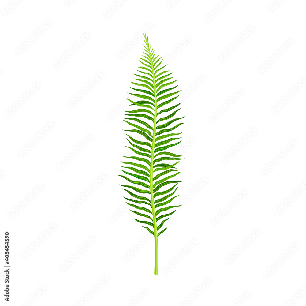 Green Fern as Vascular Plant with Stem and Complex Leaves Vector ...