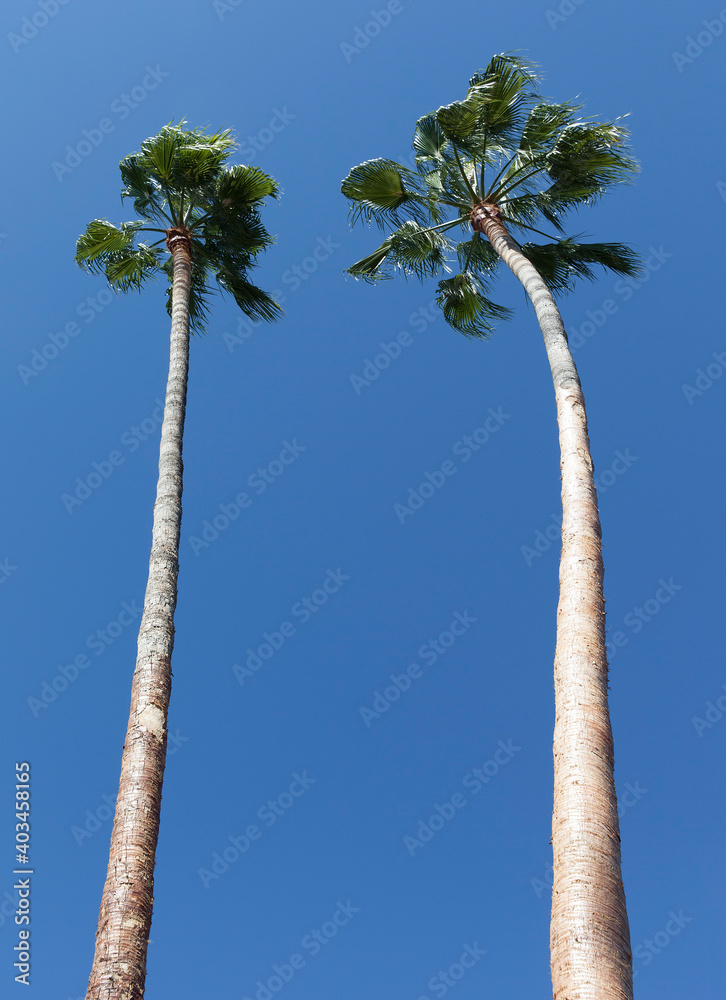 Foto de Two tall palm trees against a blue sky, palm tree, blue sky ...