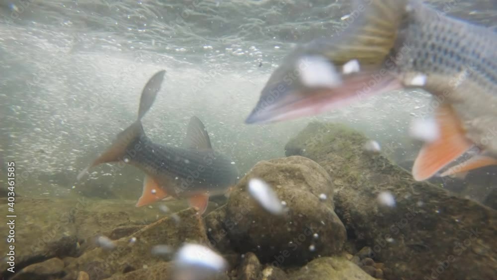 Underwater footage of Nase carp. Spawning Chondrostoma nasus ...