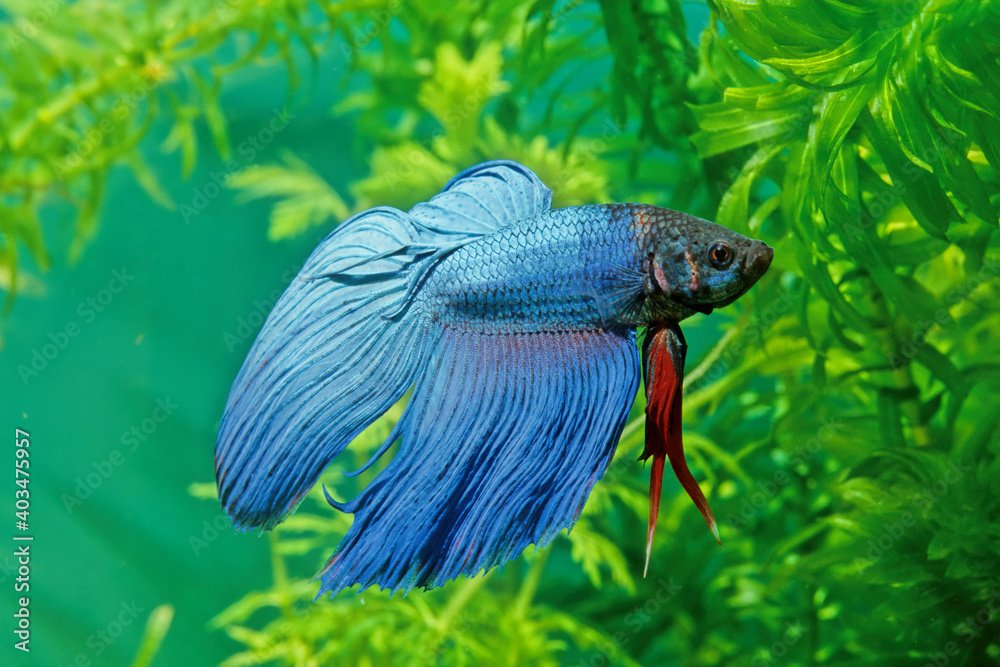 The Siamese fighting fish (Betta splendens), also known as the betta ...