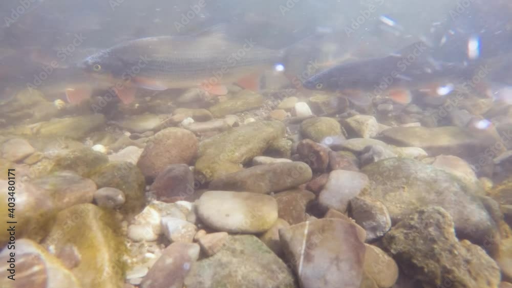 Underwater footage of Nase carp. Spawning Chondrostoma nasus ...