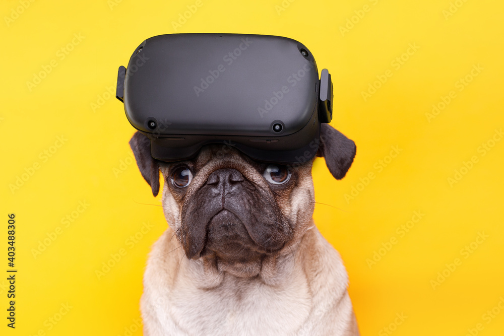 Portrait of happy dog of the pug breed. Cute smiling dog in glasses of ...