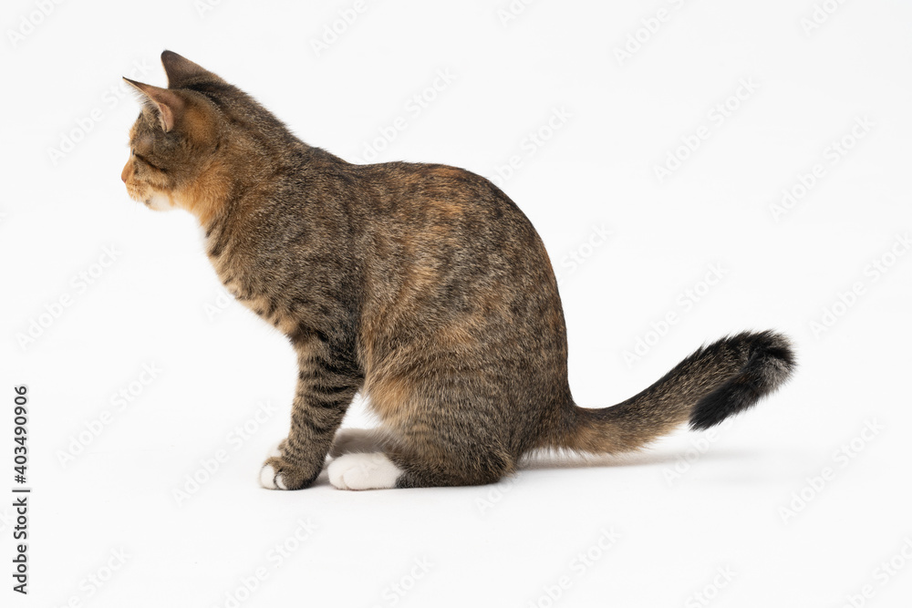 The cat sat sideways to the camera and looks straight ahead. Ready to ...