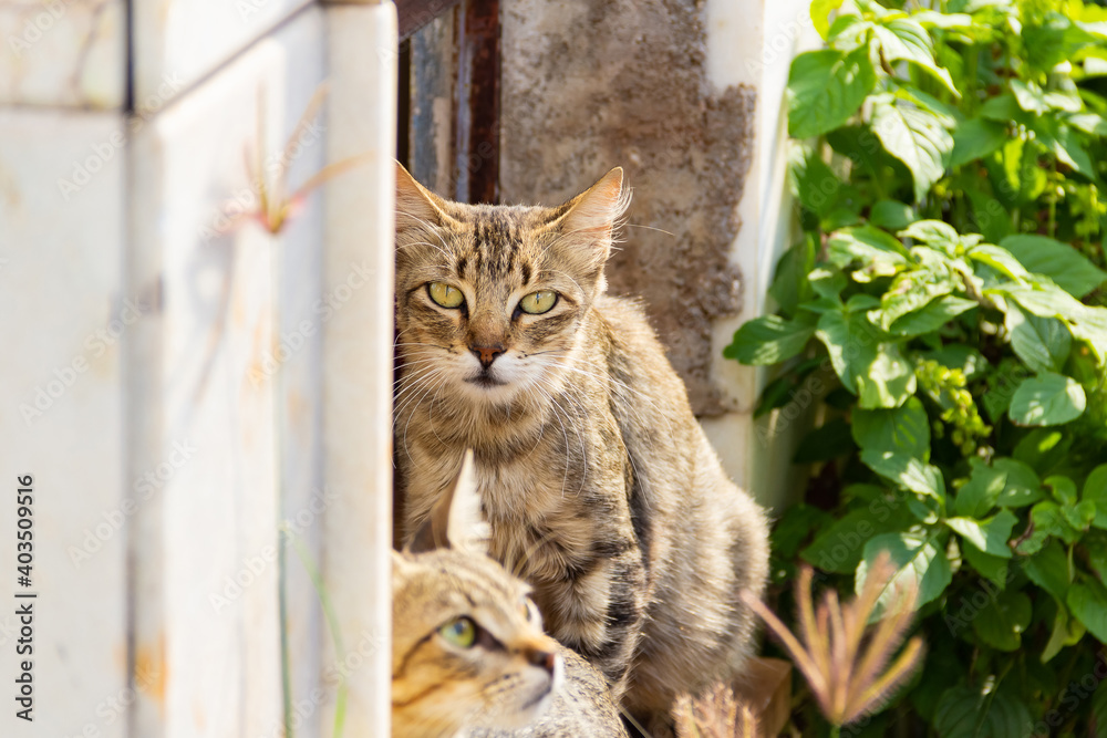 Gato tigrado entre parede e plantas. Gato abandonado. Gato de rua ...