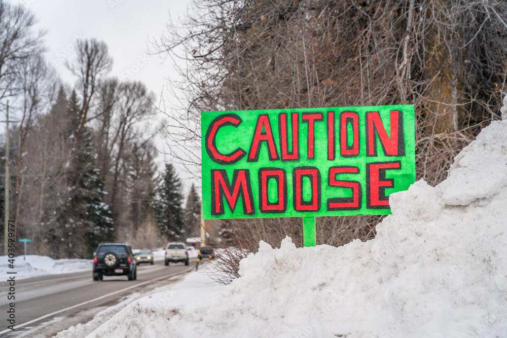 Sign in snow bank along side of road reading "Caution Moose" in bright ...