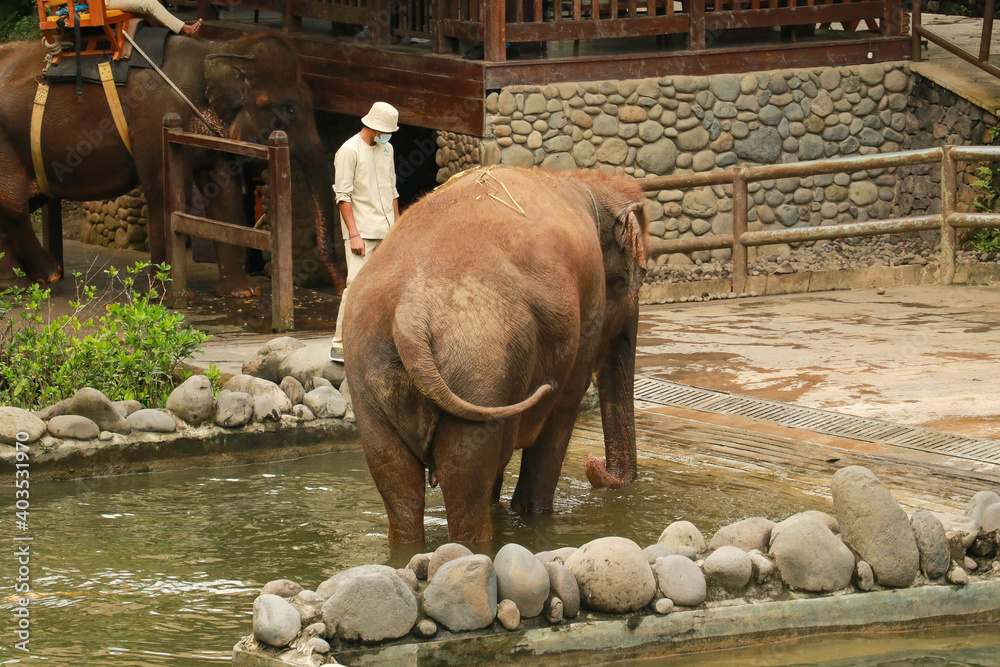 The Sumatran elephant, Elephas maximus sumatranus is one of three ...