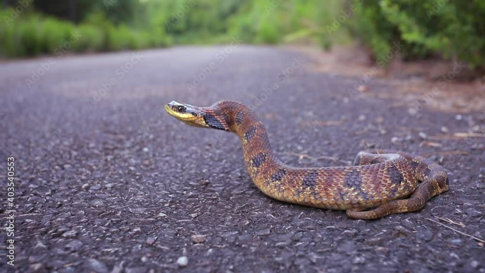 An Eastern Hognose snake, Heterodon platirhinos, a North American snake ...