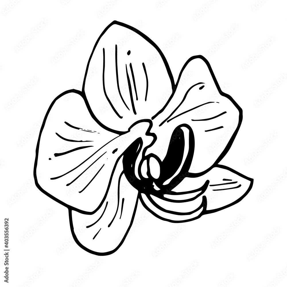 Vetor de Orchid bud hand-drawn doodle. Black and white vector tropical ...