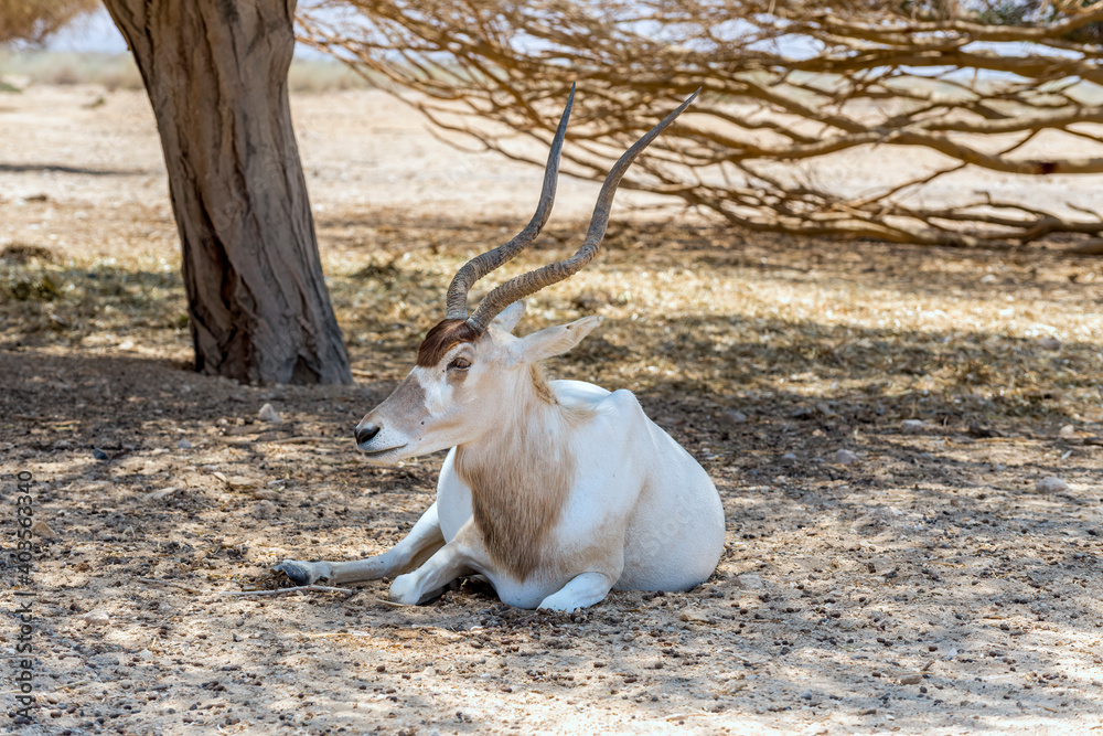 Curved horned antelope Addax (Addax nasomaculatus) was introduced from ...