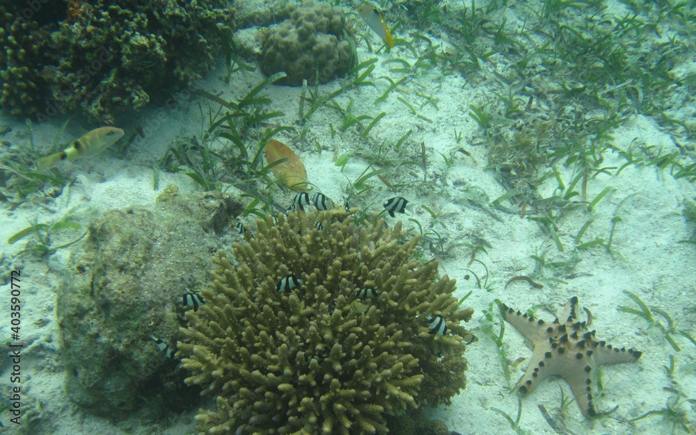 fish, coral reef, sea, Cebu, Bohol Stock Photo | Adobe Stock