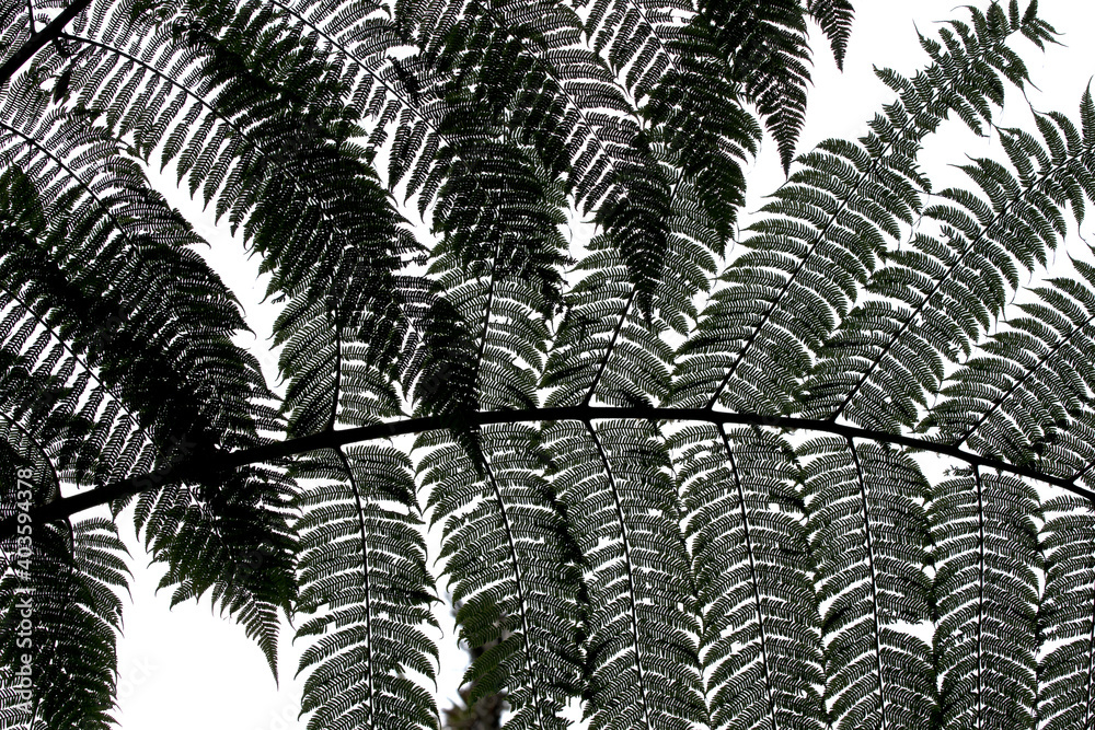 Fototapeta Urban Jungle Guatemala, Central America: Fern leaves as a ...