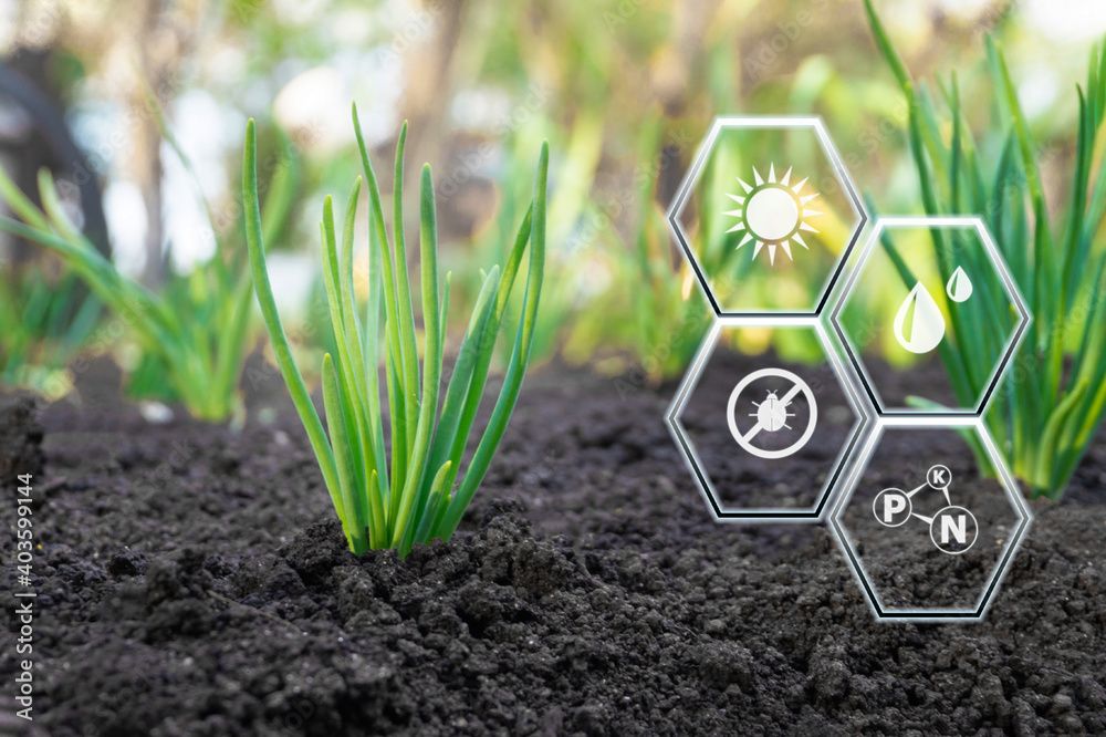 Plant sprout growing and Smart farm technology for detection and ...