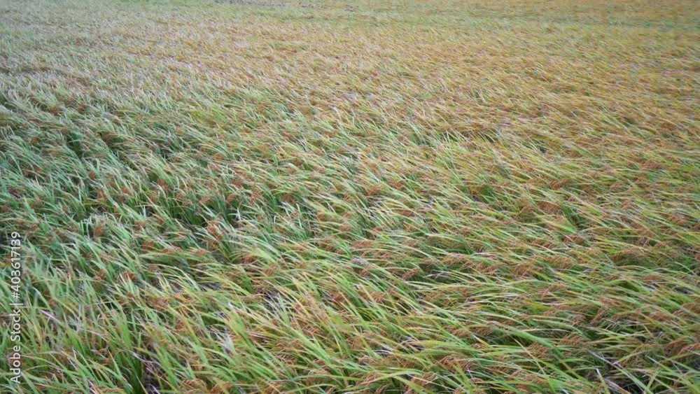 Vidéo Stock The ears of yellow straw and green straw sway in the wind ...