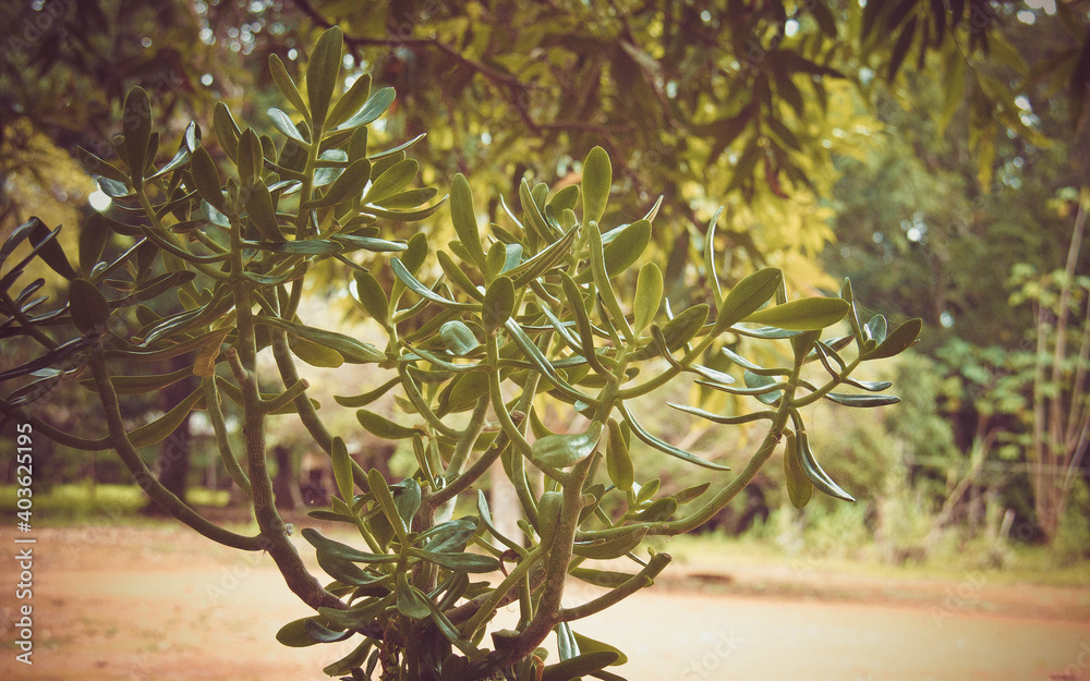 Natureza e o Cerrado Goiano Stock Photo | Adobe Stock