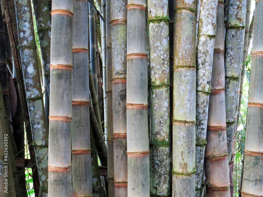 Bamboo stems in botanical garden. Close up bamboo poles in the French ...