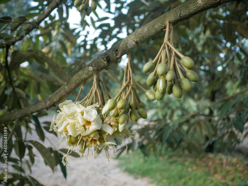 Durian flowers in the garden Stock Photo | Adobe Stock