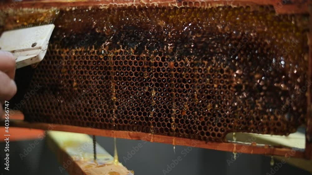 Uncapping honey comb. Fresh honey in a honeycomb close up. Organic ...