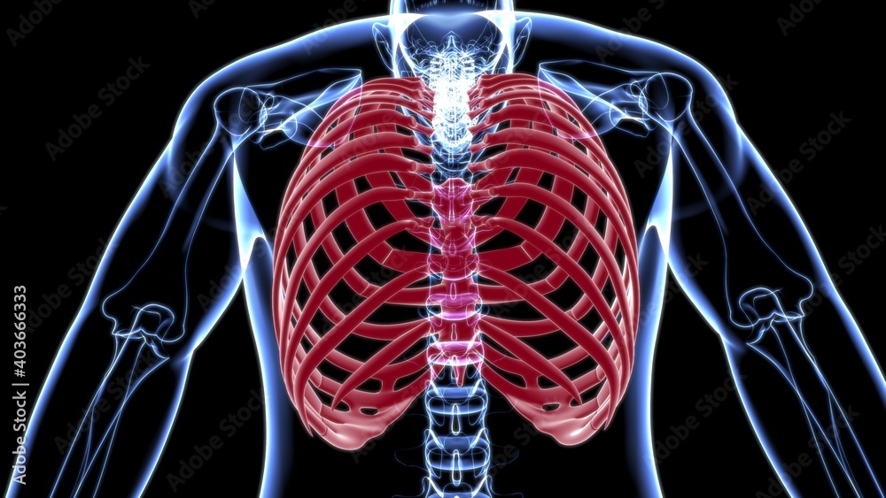 Human skeleton anatomy Rib Cage 3D Rendering Stock Illustration | Adobe ...