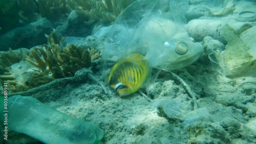 Butterflyfish died hitting trapped in plastic bag lies on seabed ...