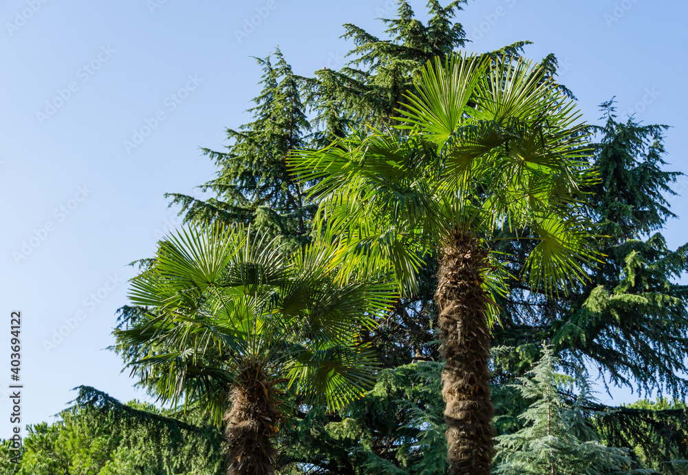 Two beautiful Chinese windmill palm (Trachycarpus fortunei) or Chusan ...