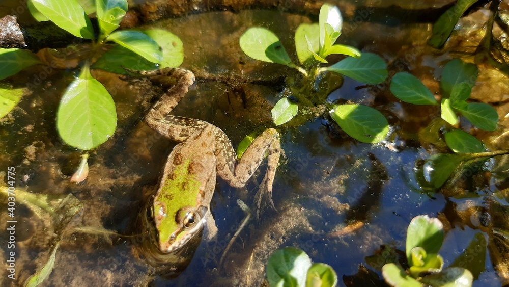 Grenouille Stock Photo | Adobe Stock