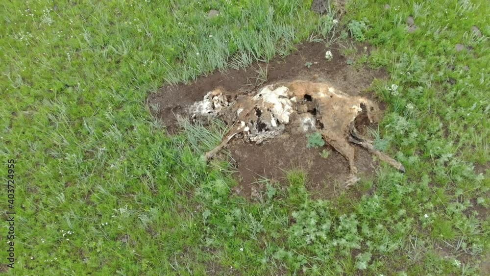 Old Dead Animal Carcass That Died Naturally in Meadow.Carrion ...
