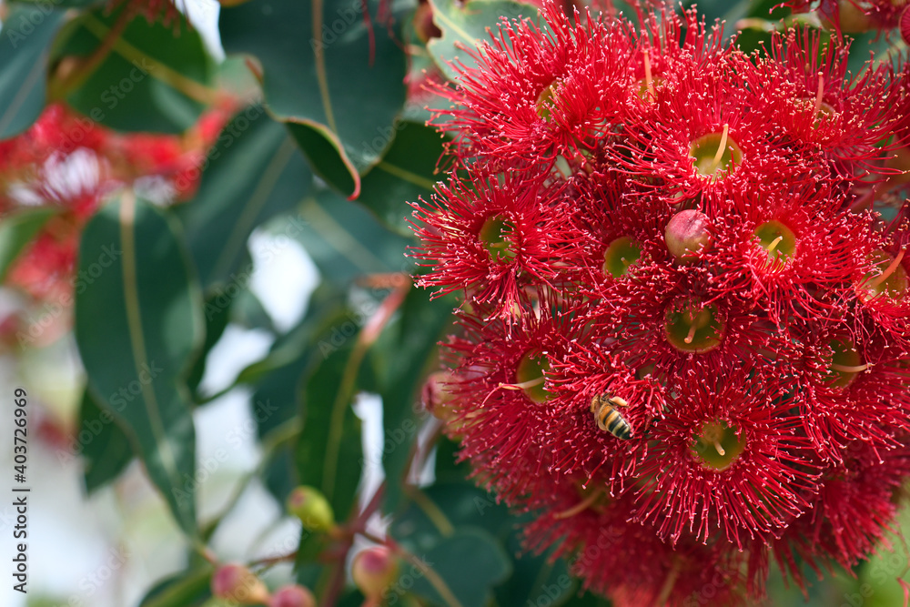 Foto de Red blossoms of the Australian native flowering gum tree ...