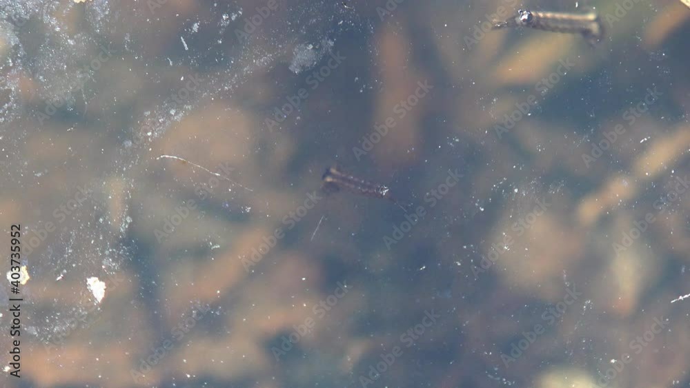 Video „Larvae Mosquito floats pull the body to move, stage third ...