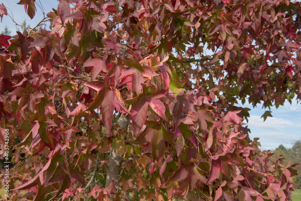 Bright Red Autumn Leaves of an American Sweetgum Tree (Liquidambar ...