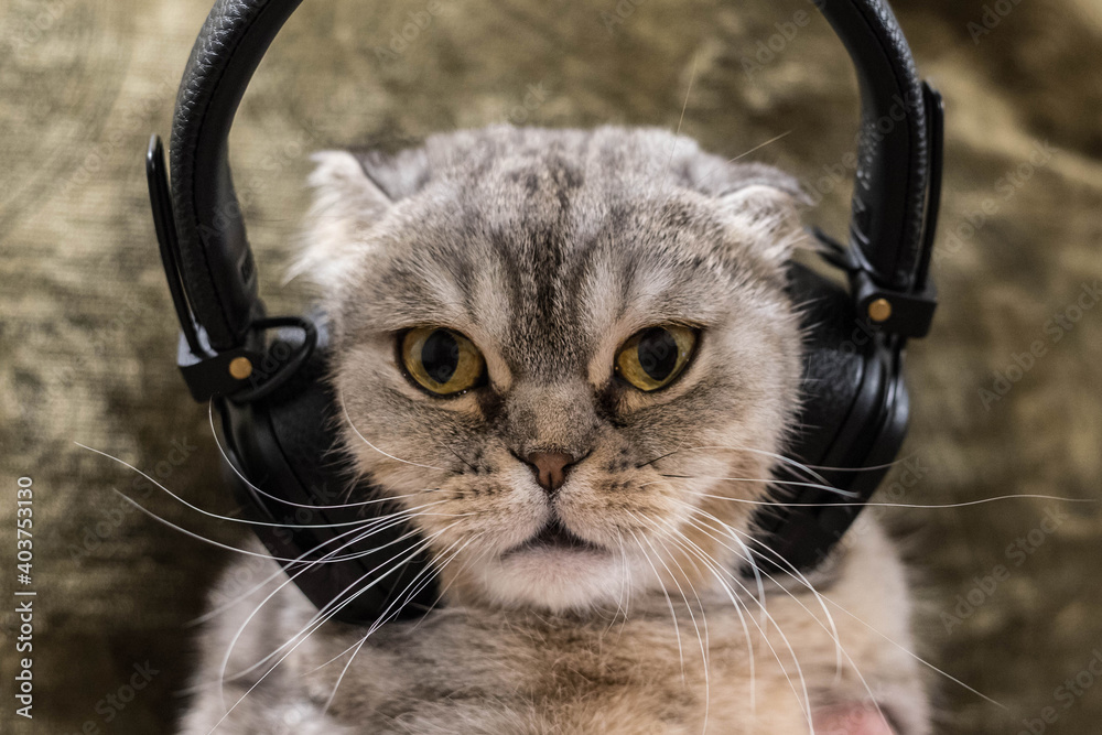 Funny fat cat in headphones. The cat listens to music with headphones ...