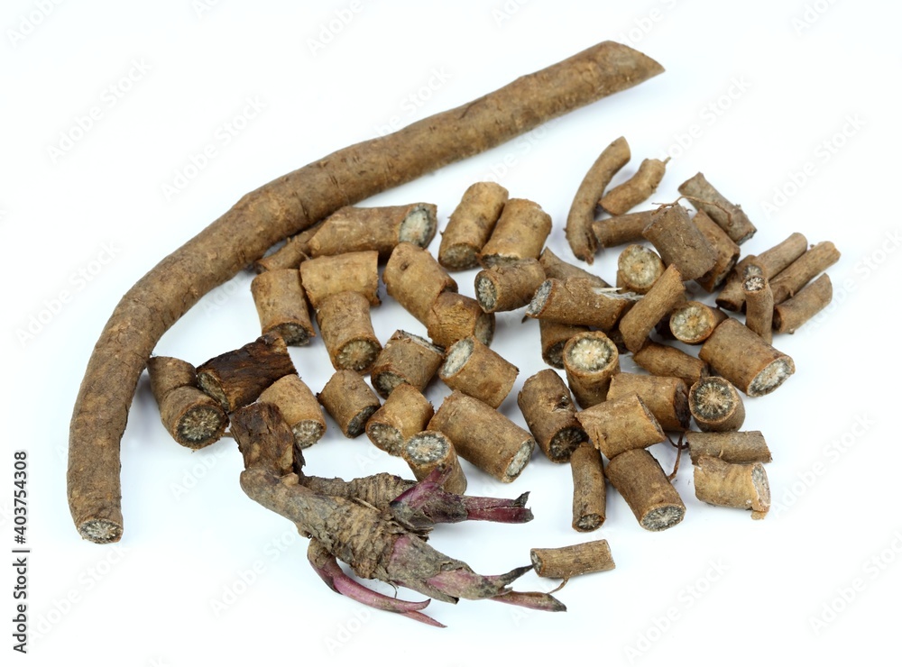 Fresh root from Echinacea angustifolia on white background. Narrow leaf ...